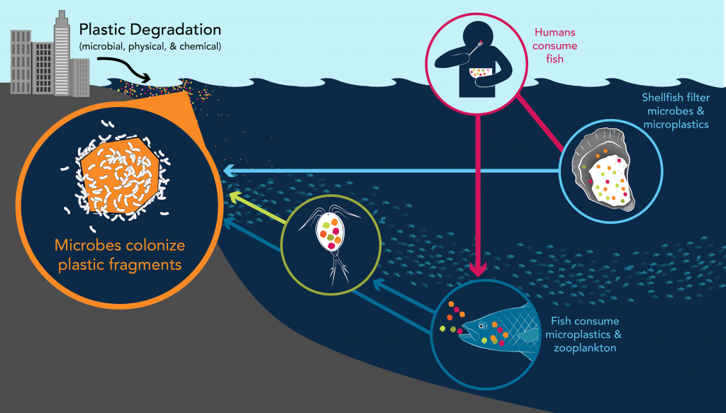 The Science of Microplastics in the World Ocean - microplastics@whoi